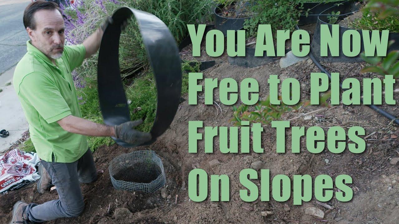 How To Plant Trees on Steep Slopes Successfully with Little Maintenance ...